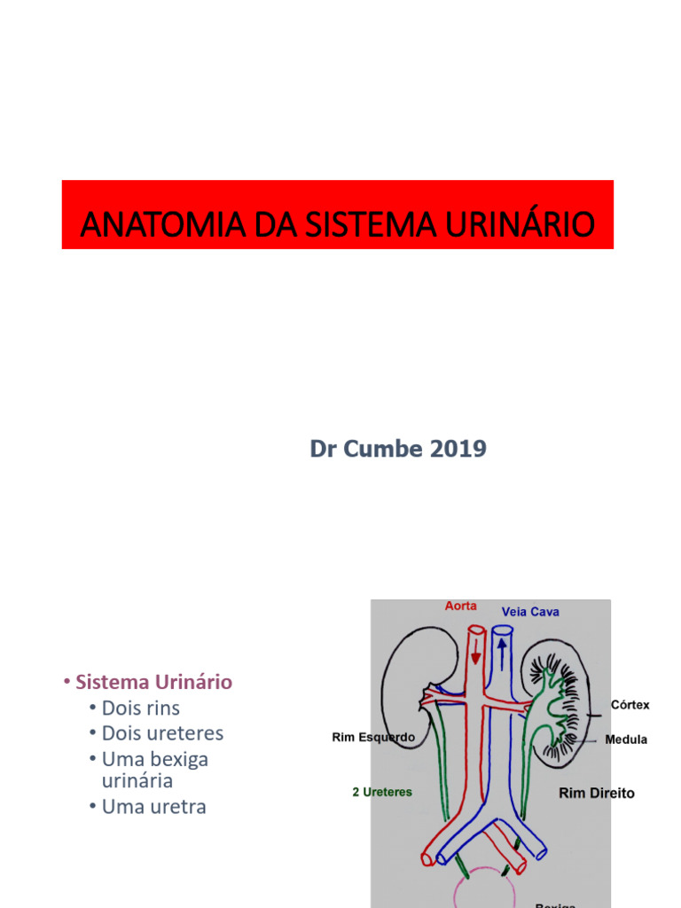 Anatomia Do Sistema Genito Urinário 2019 | PDF | Rim | Órgão sexual