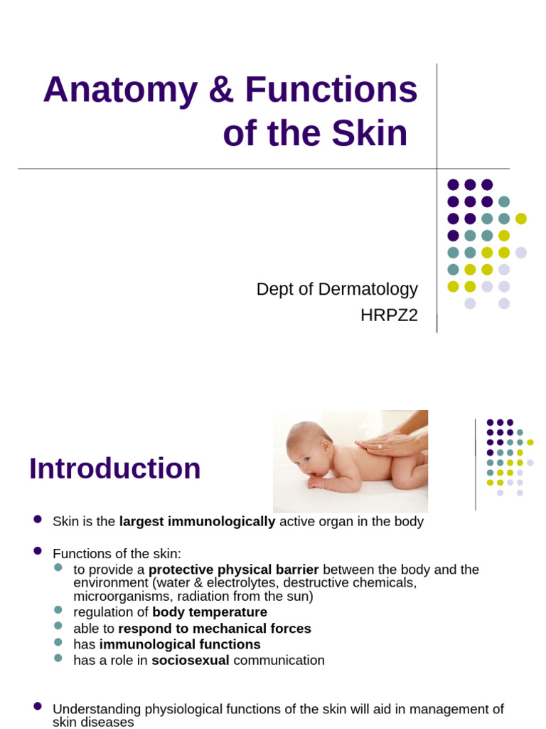 Skin Anatomy and Functions Overview | PDF | Immune System | Skin