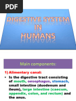 Digestive System Notes | PDF