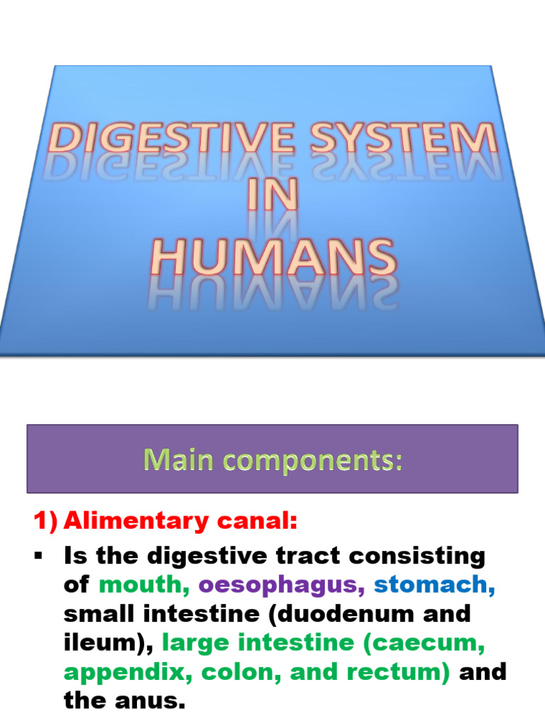 Digestive System Overview and Functions | PDF | Stomach | Digestion