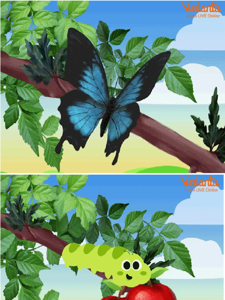 The Very Hungry Caterpillar | PDF