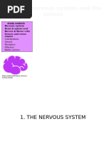 Class 5-Science Notes-The Nervous System | PDF | Brain | Nerve