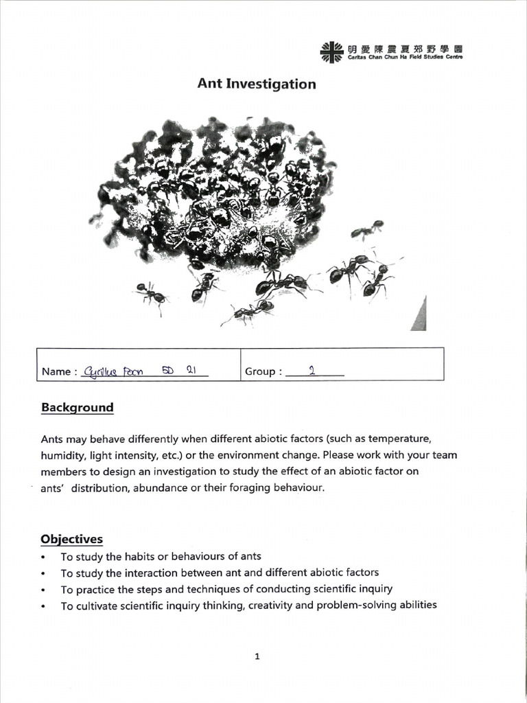 Ant Investigation - White Handout | PDF