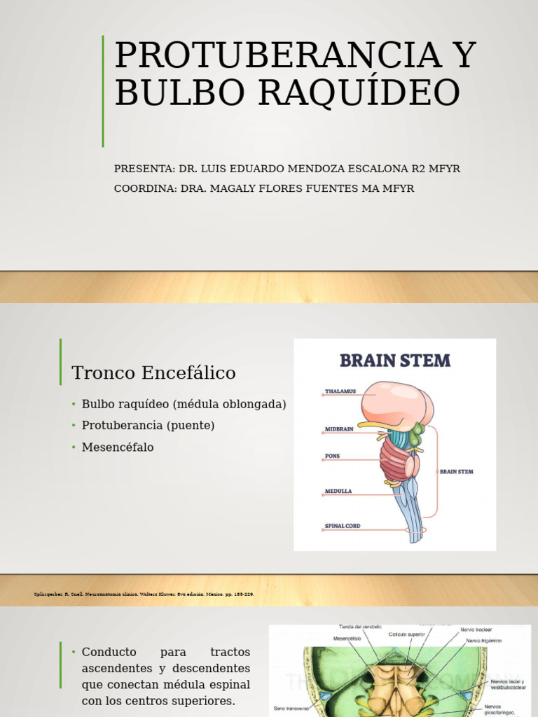 Bulbo Raquídeo y Protuberancia Encefálica | PDF | Tronco encefálico ...