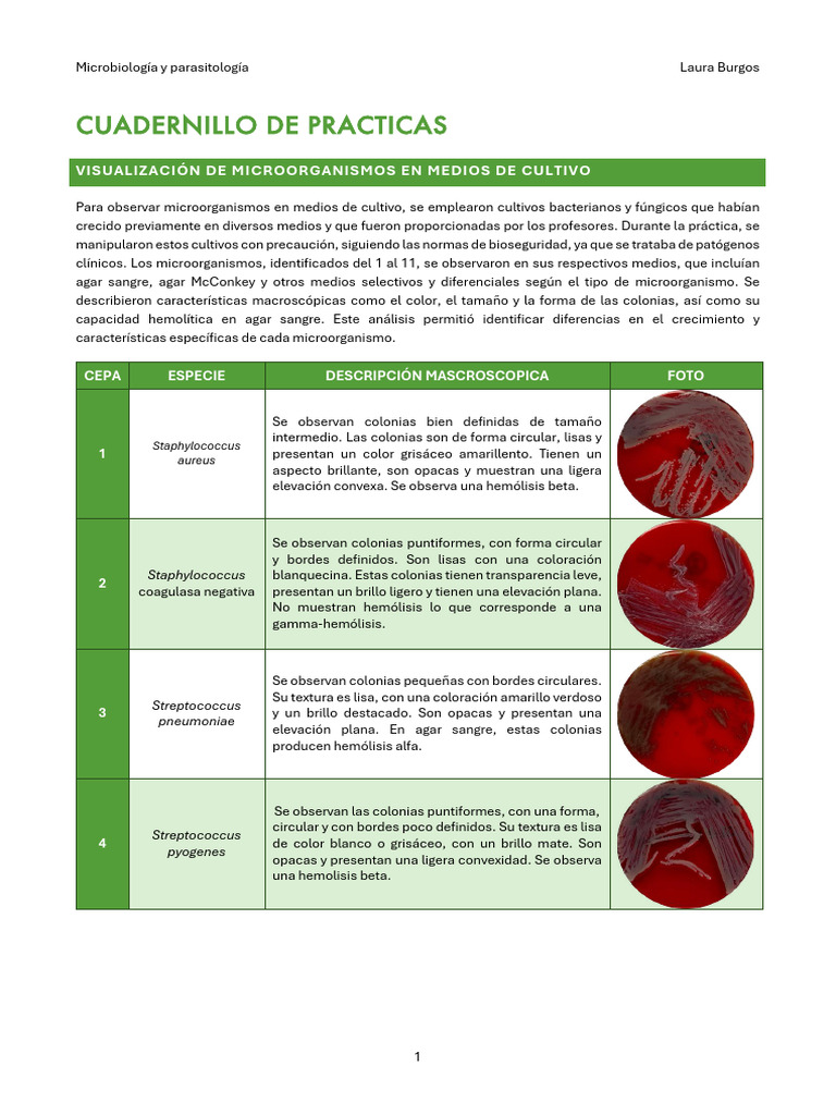 Cuadernillo de Practicas | PDF | Tinción | Mycobacterium