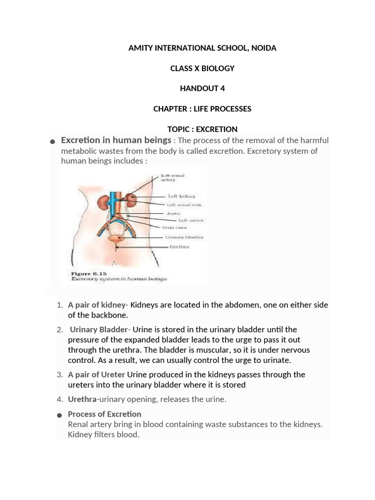 Biology - Life Process - Excretion | PDF | Kidney | Urinary System