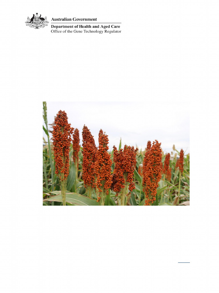 The Biology of Sorghum | PDF | Híbrido (Biologia) | Ploidia