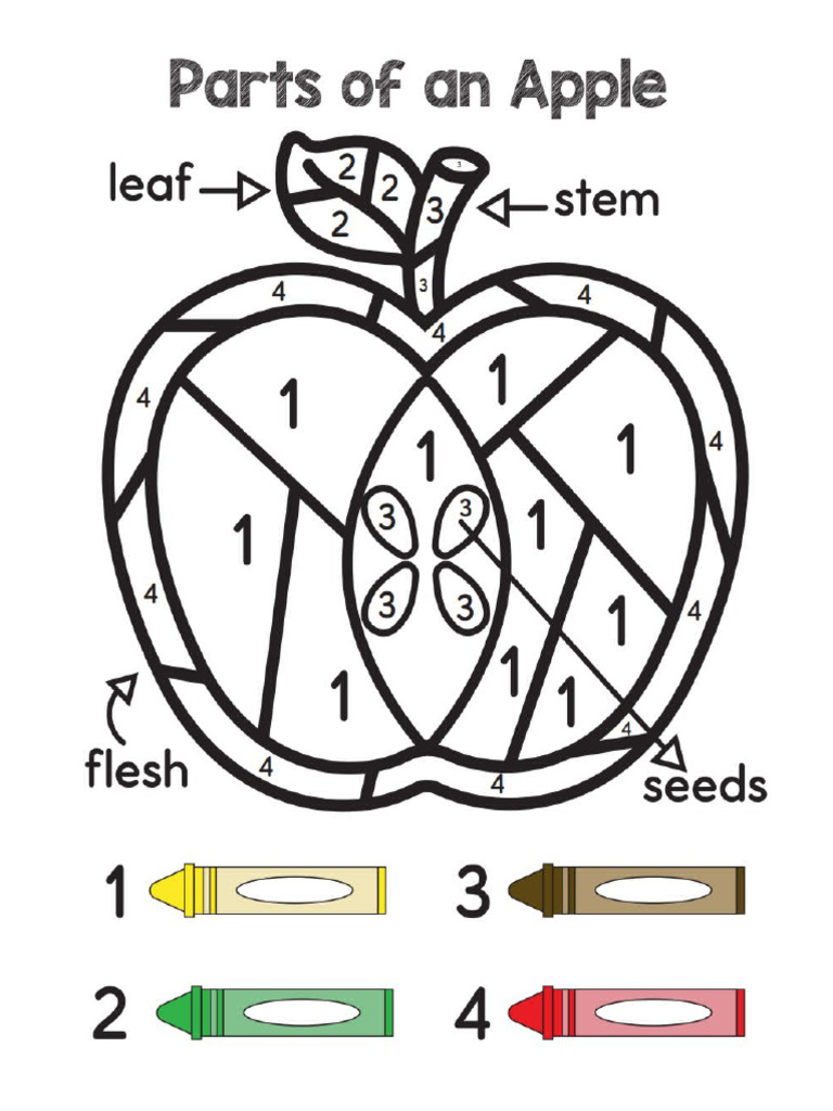 Parts of An Apple | PDF