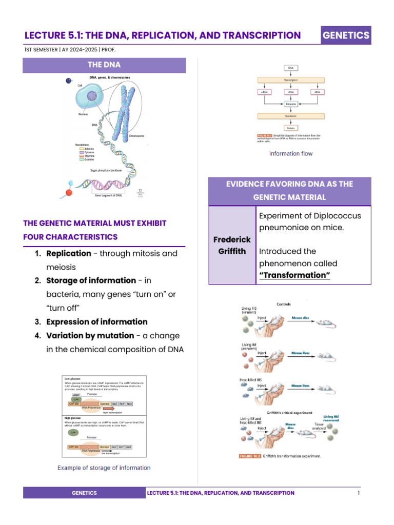 Lecture 5.1 - The DNA, Replication, and Transcription | PDF | Dna ...