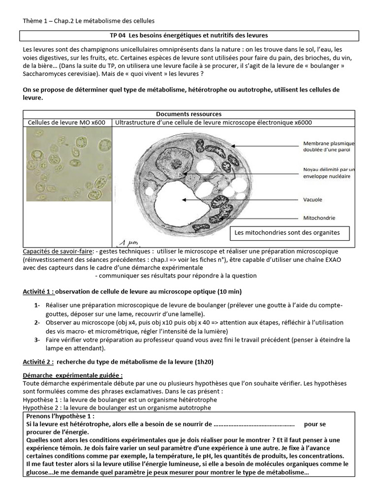 Observation des cellules de levure au microscope | PDF | Levure ...