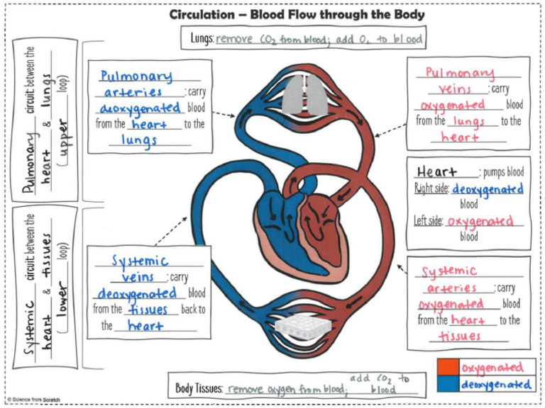 Circulation Doodle Notes - TEACHER | PDF