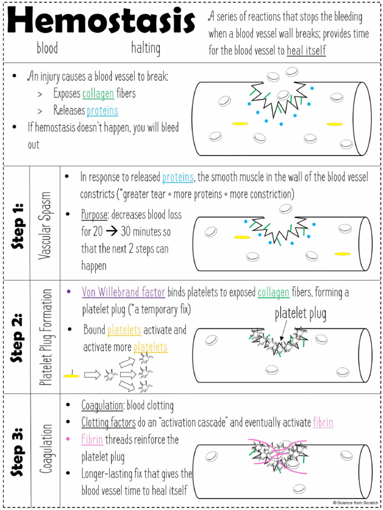 Hemostasis Doodle Notes - TEACHER | PDF