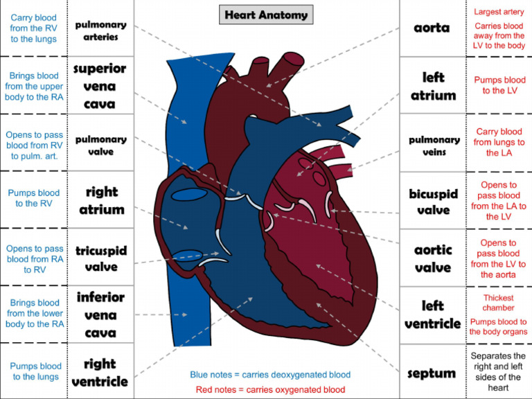 Heart+Anatomy+Foldable+-+TEACHER+Copy | PDF