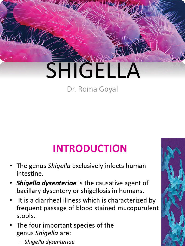 Shigella 220523180120 1ab246d9 | PDF | Digestive System | Gastroenterology