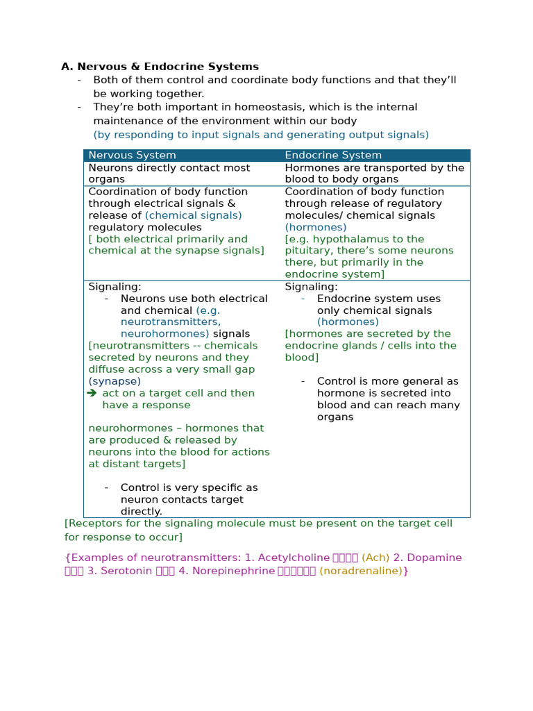 Nervous system | PDF | Action Potential | Neuron