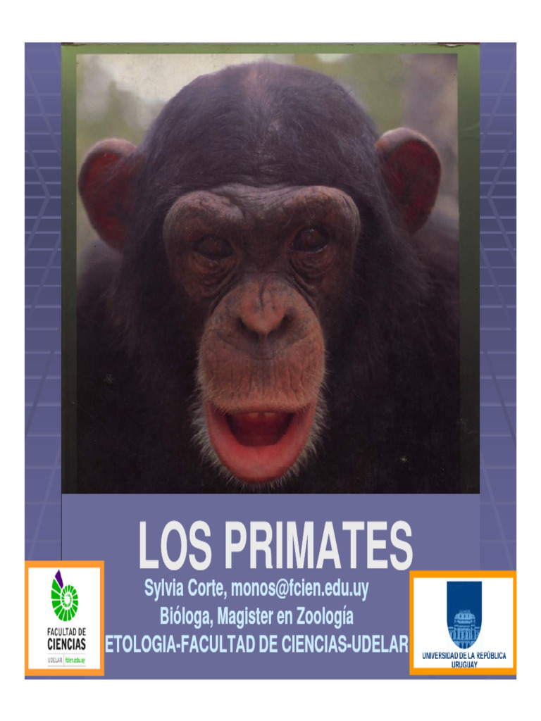 Los Primates | PDF | Chimpancé | Gorila
