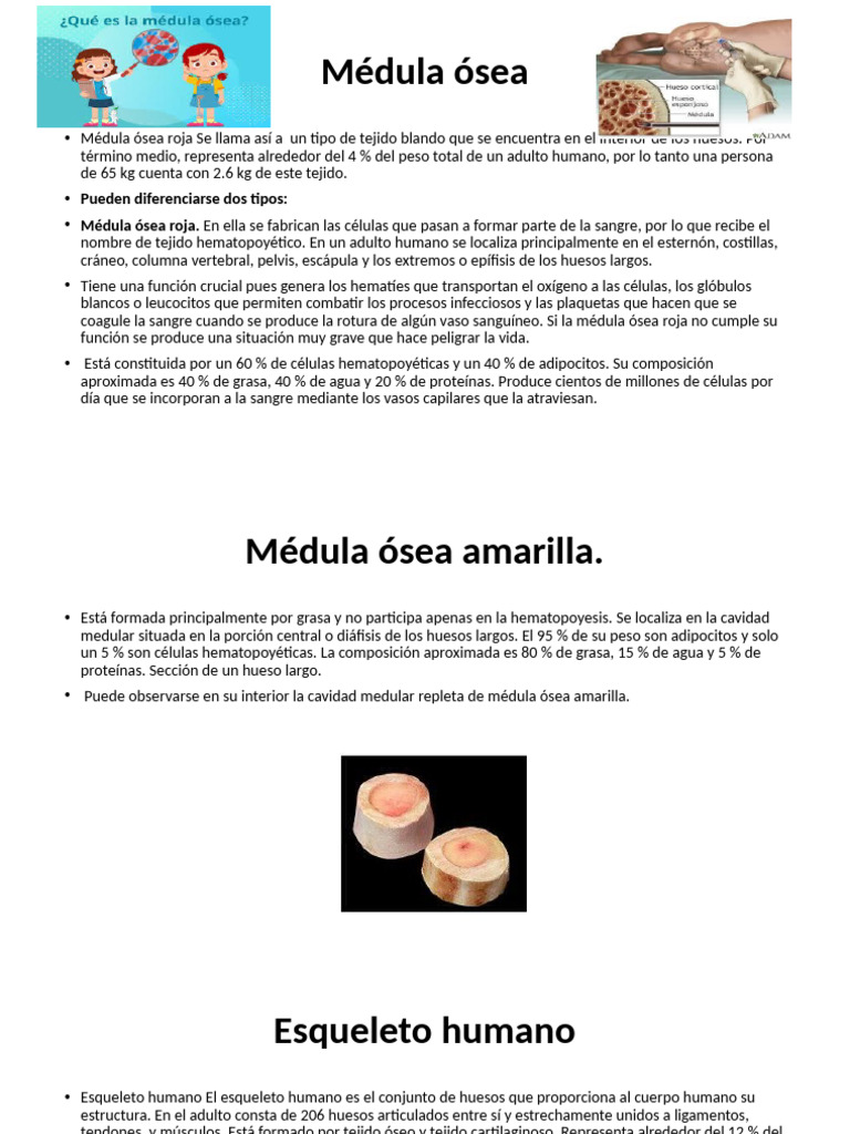 Medula Osea | PDF | Hueso | Esqueleto