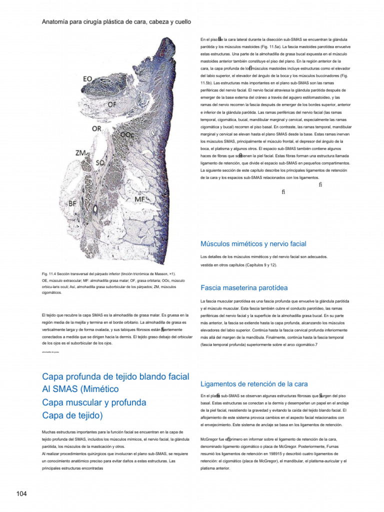 Anatomía de ligamentos faciales y SMAS | PDF | Anatomía humana | Cabeza ...