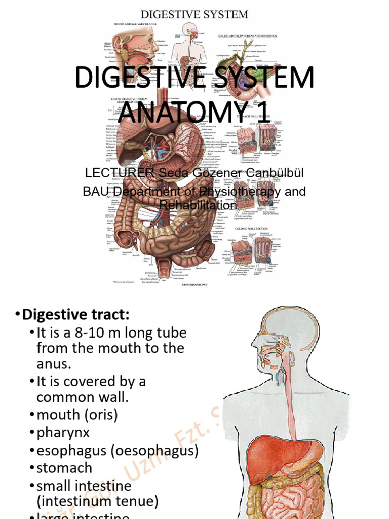 DIGESTIVE SYSTEM ANATOMY Simplified | PDF | Peritoneum | Tongue