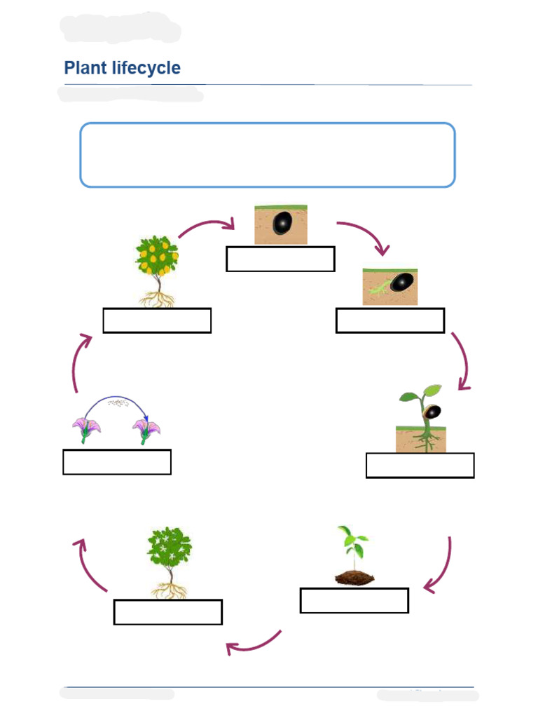 Grade 3 Plant Lifecycle A | PDF