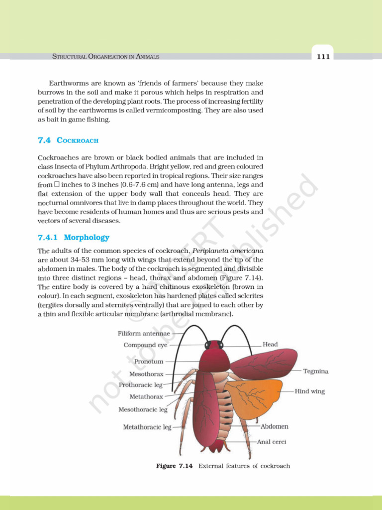 Cockroach Ncert | PDF