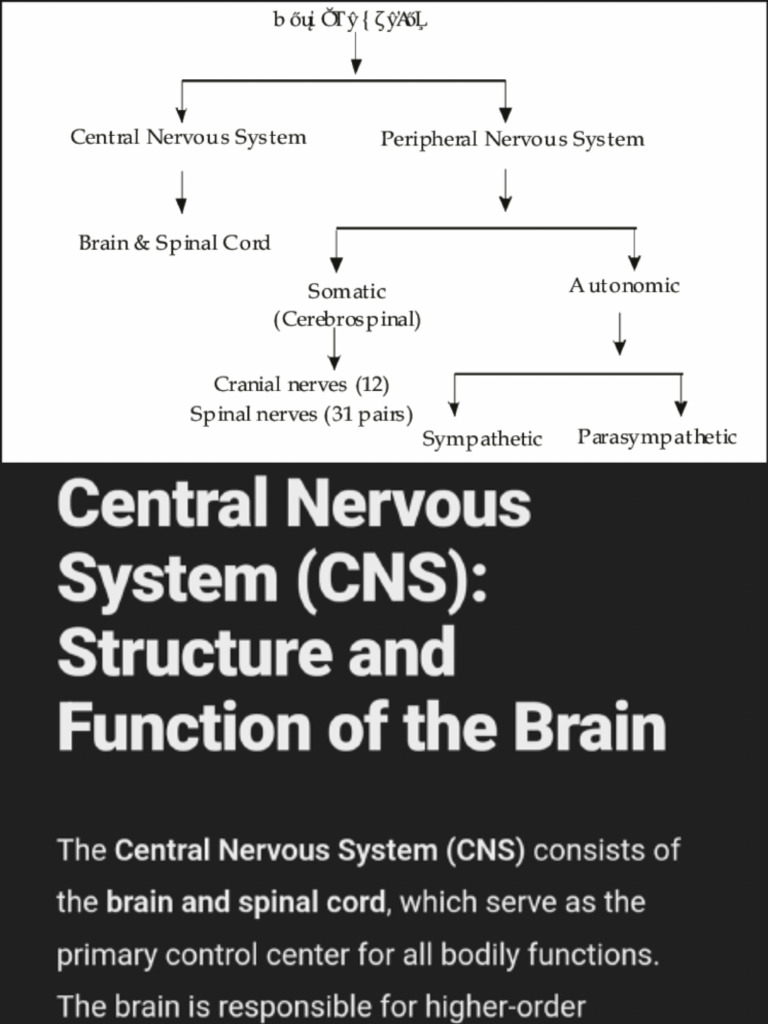Central Nervous System | PDF