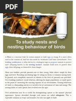 Classification of Poultry | PDF | Chicken | Birds