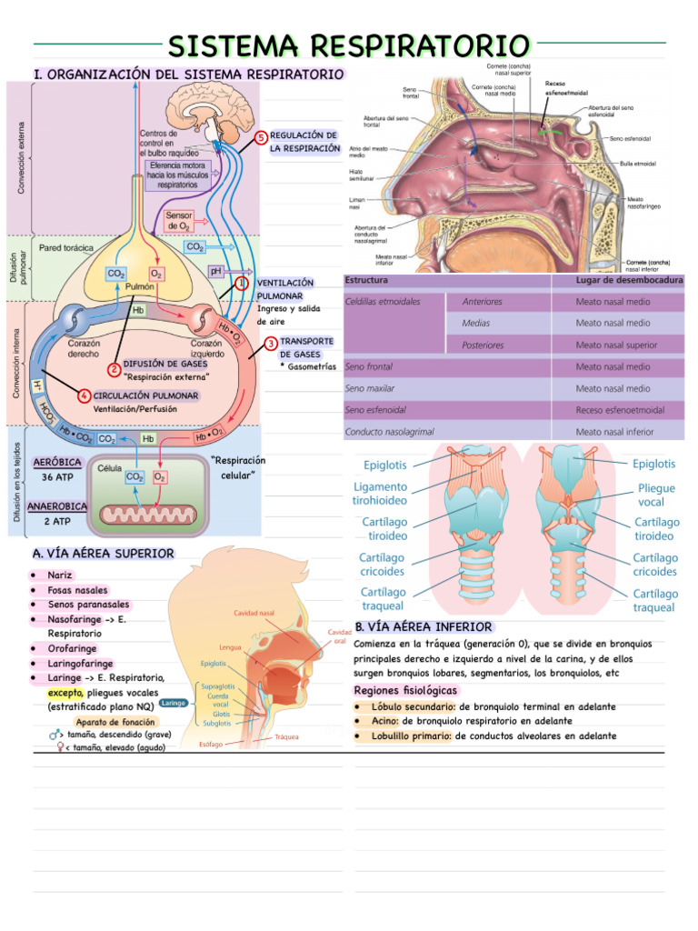 Repaso Iii Unidad - Lxi | PDF | Riñón | Sistema respiratorio