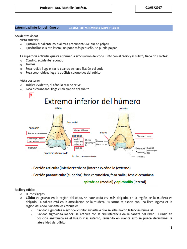 Anatomía y Función del Antebrazo | PDF | Codo | Anatomía humana