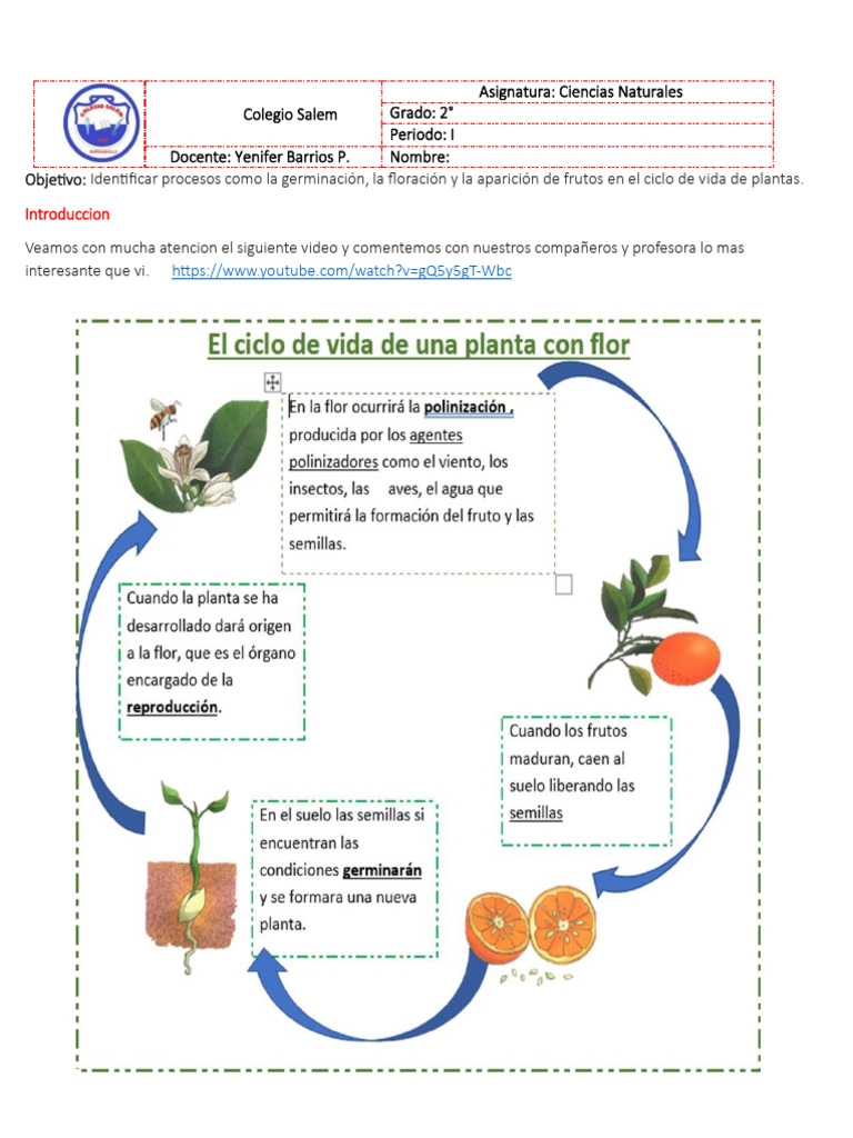 Ciclo de Vida de las Plantas para Niños | PDF | Flores | Semilla