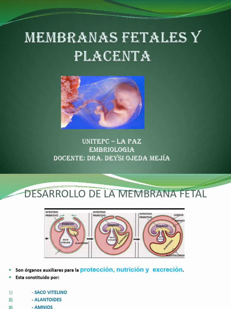 10.1 Membranas Fetales y Placenta | PDF | Placenta | Gemelo
