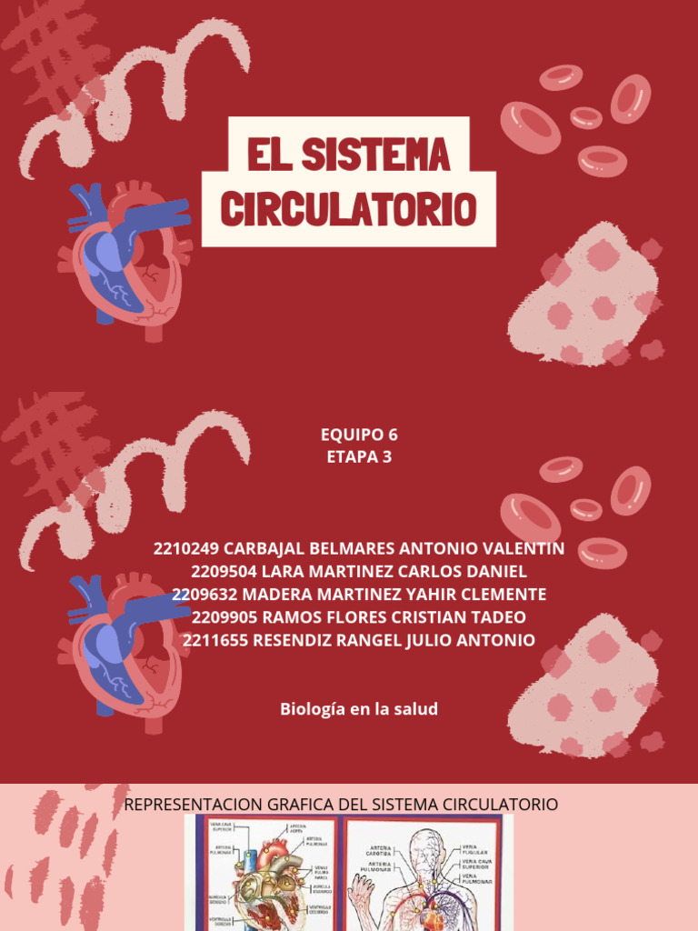 Sistema Circulatorio | PDF | Corazón | Sistema circulatorio