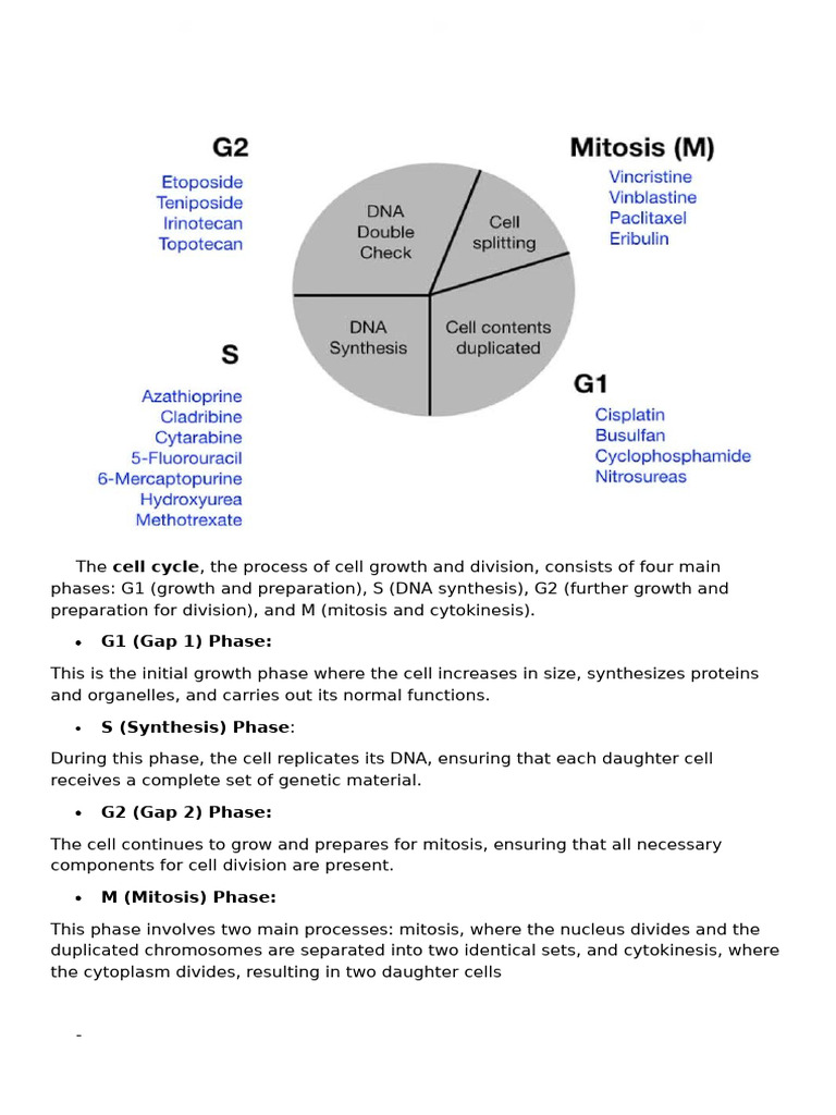Overview of Cell Cycle Phases and Inhibitors | PDF | Cell Cycle | Mitosis