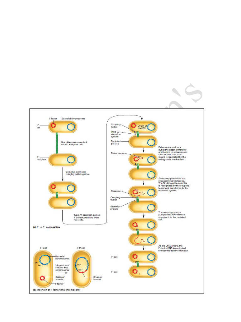 Transduction, transformation, conjugation | PDF | Bacteriophage | Plasmid