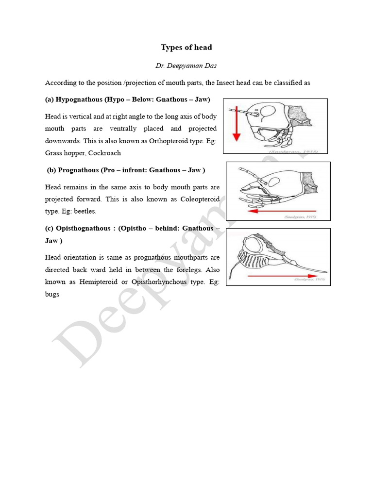 Insect Head Types: Hypognathous, Prognathous, Opisthognathous | PDF