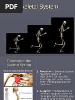 The Skeletal System - Skeleton - Living Organisms - KS3 Biology - BBC ...