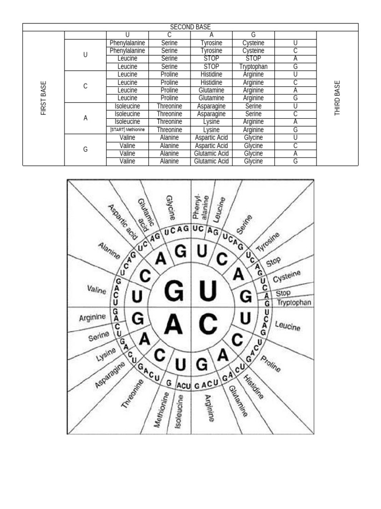 Codon-Chart-Editable | PDF