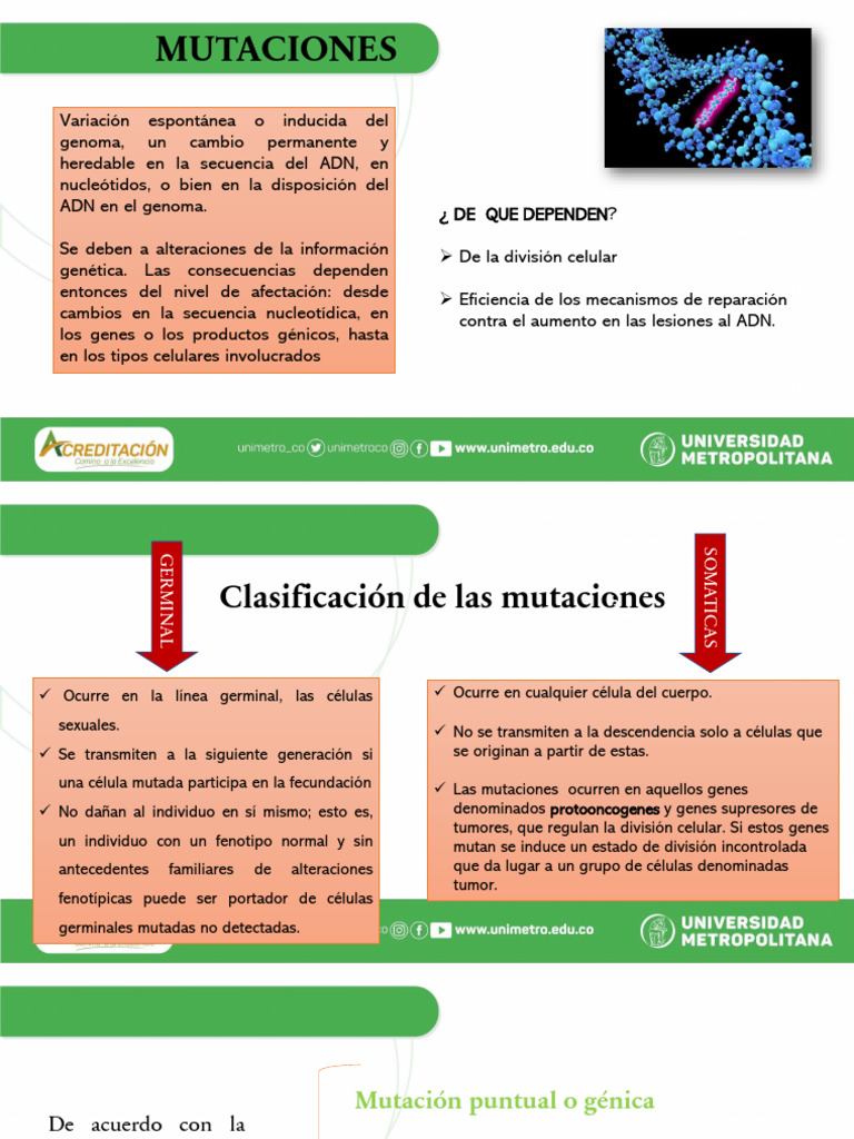 C 4 Mutaciones | PDF | Mutación | Gene