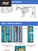Tibia y Peroné (Fibula) | PDF | Sistema esquelético | Anatomía humana