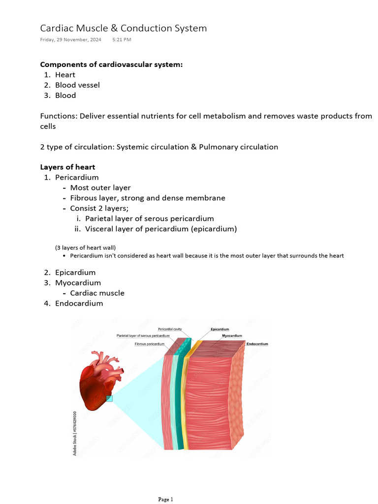 Cardiovascular System Components Explained | PDF | Muscle Contraction ...