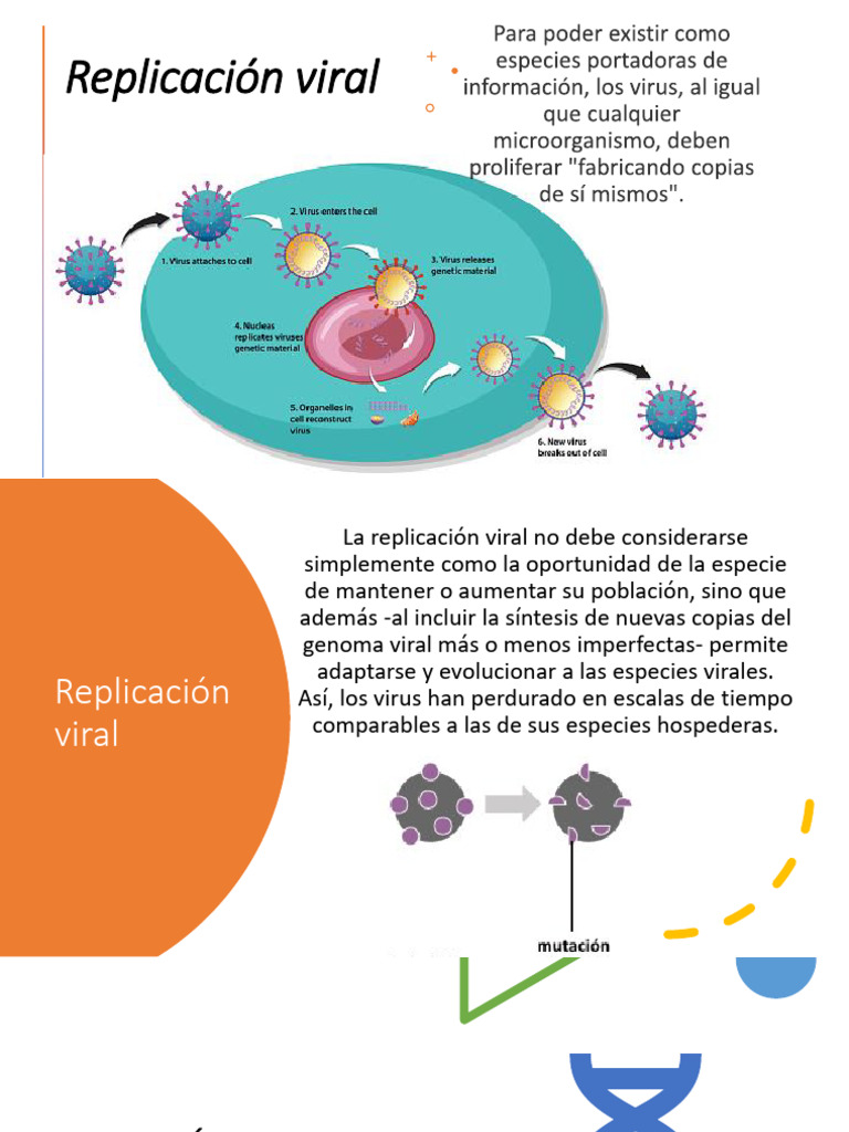 Replicación Viral 25 | PDF | Virus | Membrana celular
