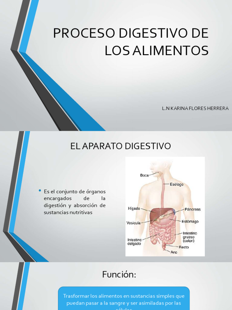 Proceso Digestivo de Los Alimentos | PDF | Digestión | Sistema ...