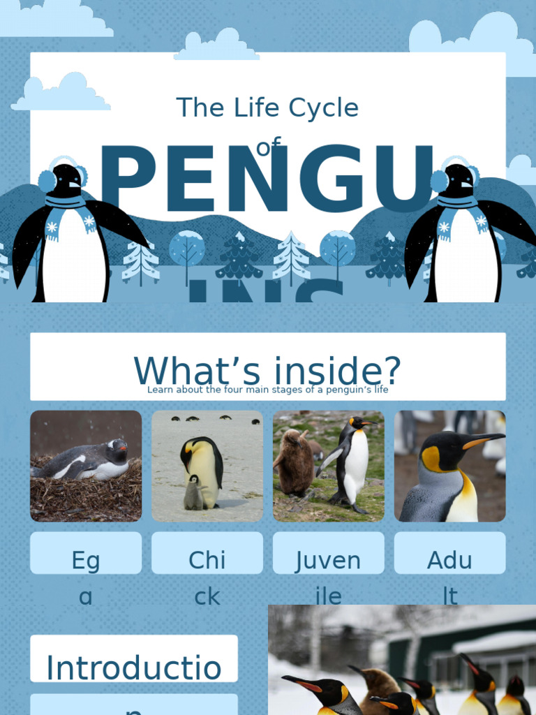 Life Cycle of Penguin | PDF | Penguin | Birds