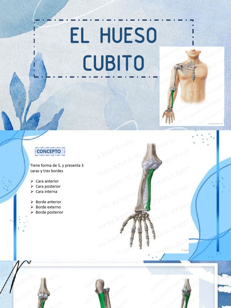Hueso Cubito (Autoguardado) | PDF