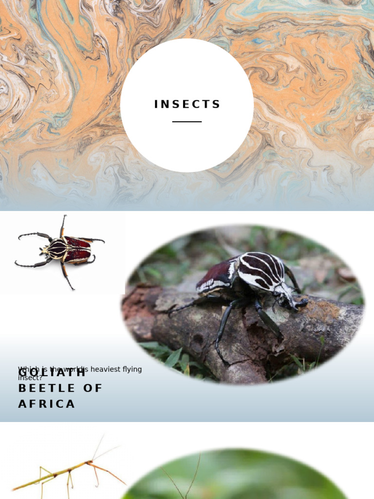 insects | PDF