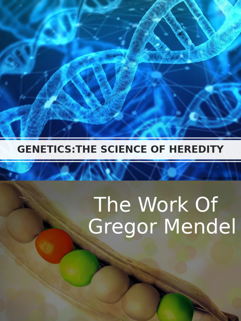 7 - PowerPoint Genetics The Science Of Heredity | PDF | Genotype ...