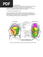 Test de Stroop Victoria : Guide d'utilisation | PDF | Attention | Vert