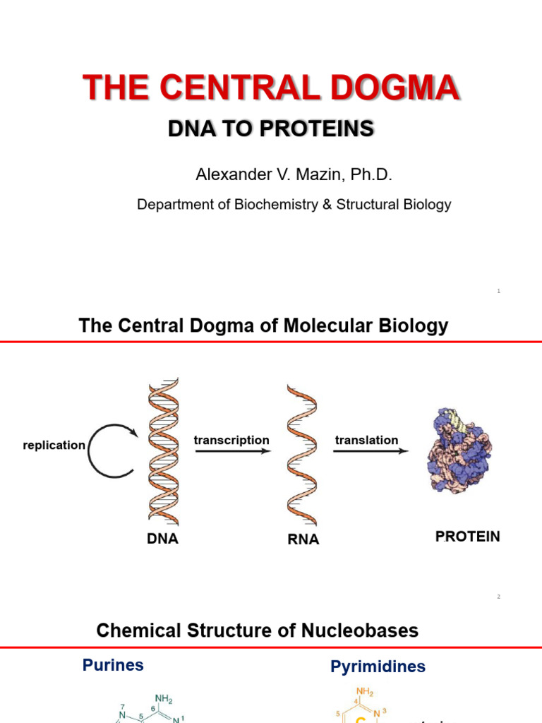 Central Dogma: DNA to Protein Overview | PDF | Messenger Rna | Rna