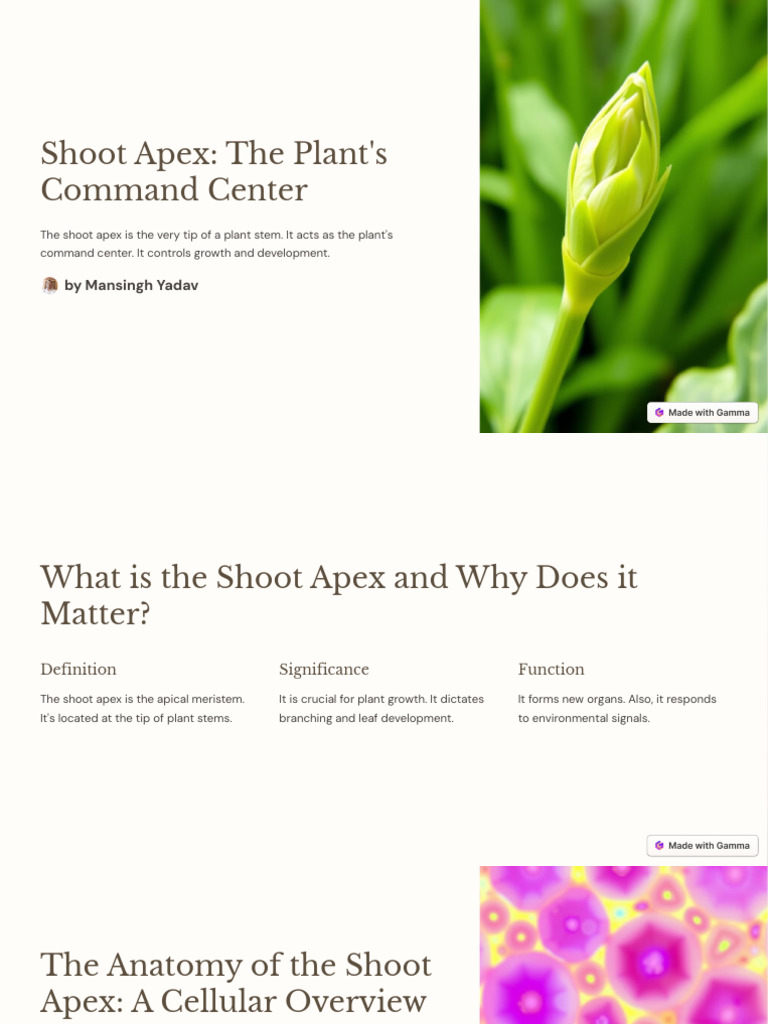 Shoot Apex The Plants Command Center | PDF | Auxin | Branches Of Botany