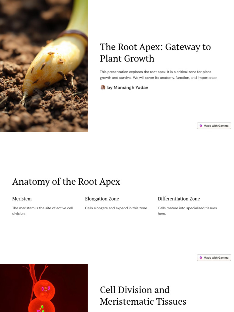 The Root Apex Gateway To Plant Growth | PDF